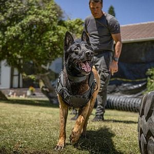 Muzzle: City Of Wolves - Film 2025 - FILMSTARTS.de