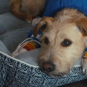 Merv - Film 2025 - FILMSTARTS.de