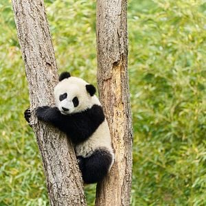 Moon, der Panda - Film 2025 - FILMSTARTS.de