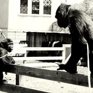 Koko, le gorille qui parle: Bilder und Fotos - FILMSTARTS.de