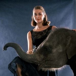 Hatari! - Film 1962 - FILMSTARTS.de