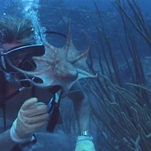 Die Tiefe - Film 1977 - FILMSTARTS.de