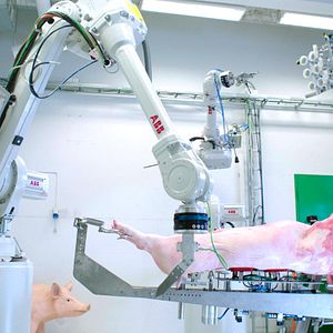 Wir und das Tier - Ein Schlachthausmelodram - Dokumentarfilm 2023 - FILMSTARTS.de