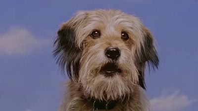 Benji - Film 2018 - FILMSTARTS.de