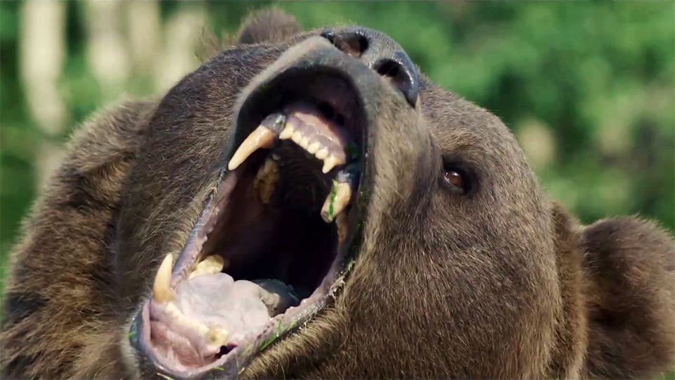 No Escape - Grizzly Night Trailer - No Escape - Grizzly Night Trailer ...