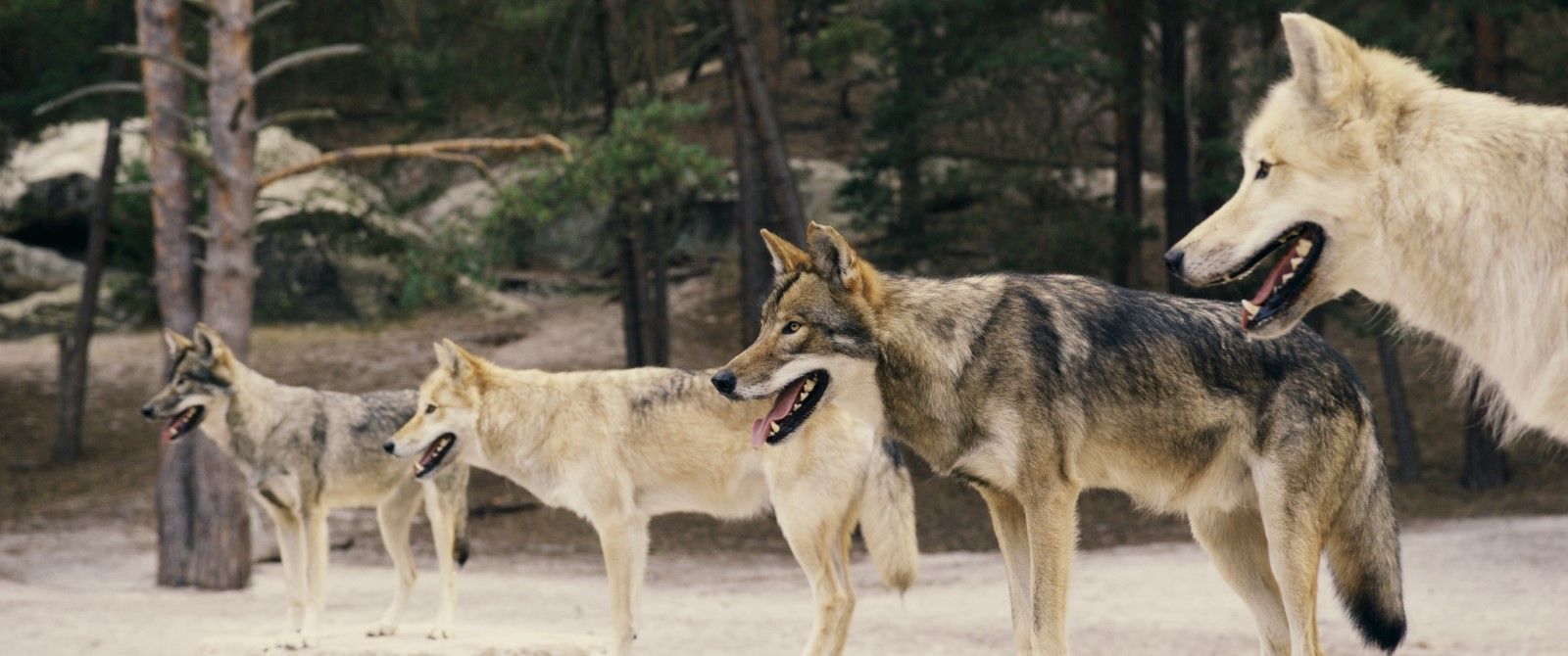 Foto zum Film Woodwalkers - Bild 18 auf 26 - FILMSTARTS.de