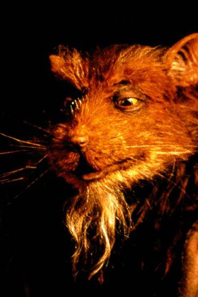 Foto zum Film Turtles - Bild 7 auf 10 - FILMSTARTS.de