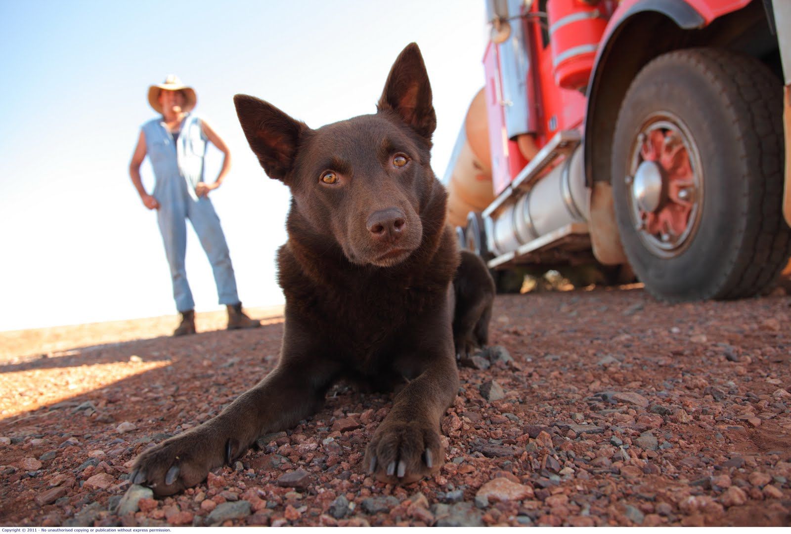 Foto zum Film Red Dog - Bild 6 auf 12 - FILMSTARTS.de