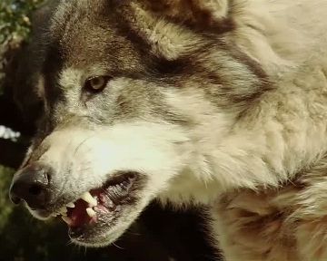 Wolf Town Trailer - Wolf Town Trailer OV - FILMSTARTS.de