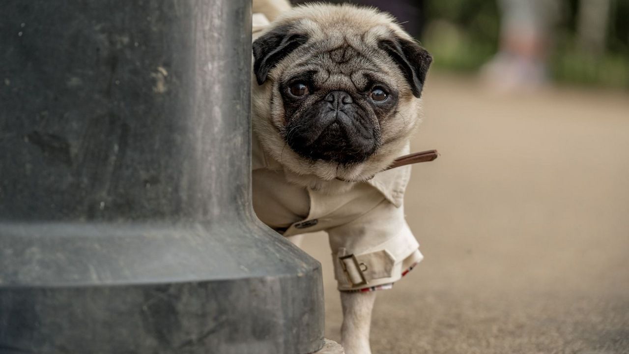 Mops-Content in Spielfilmlänge! Darum will man nach dem Trailer zu "Ein ...