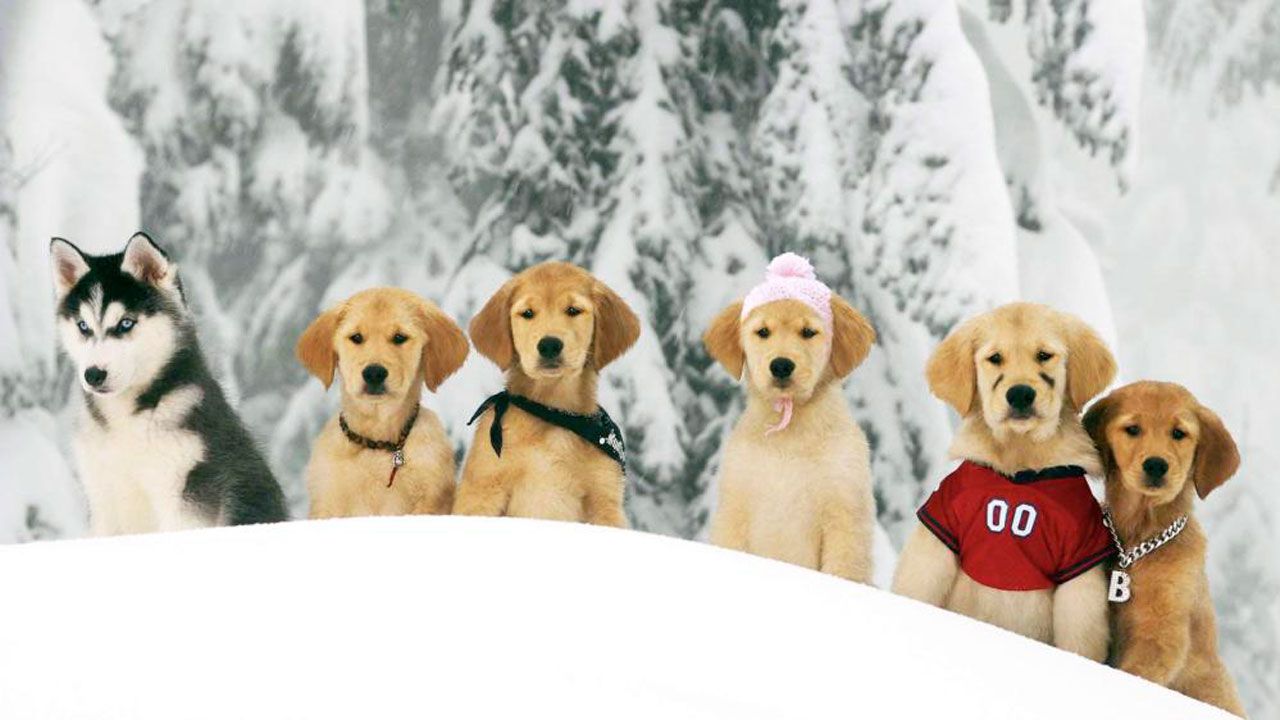 Foto zum Film Snow Buddies - Abenteuer in Alaska - Bild 1 auf 3 ...