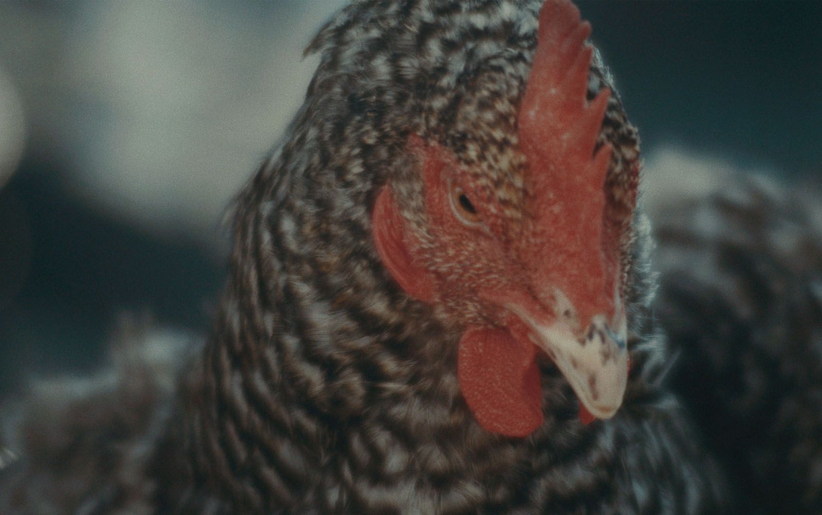 Foto zu Command Action - Bild 1 auf 4 - FILMSTARTS.de