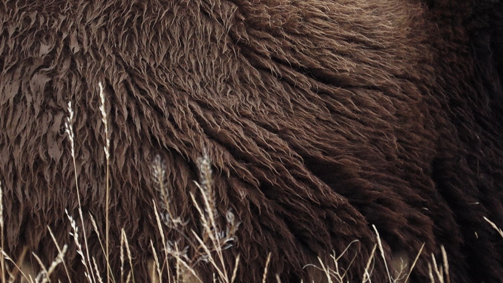 Foto zum Film Becoming Animal - Bild 1 auf 10 - FILMSTARTS.de