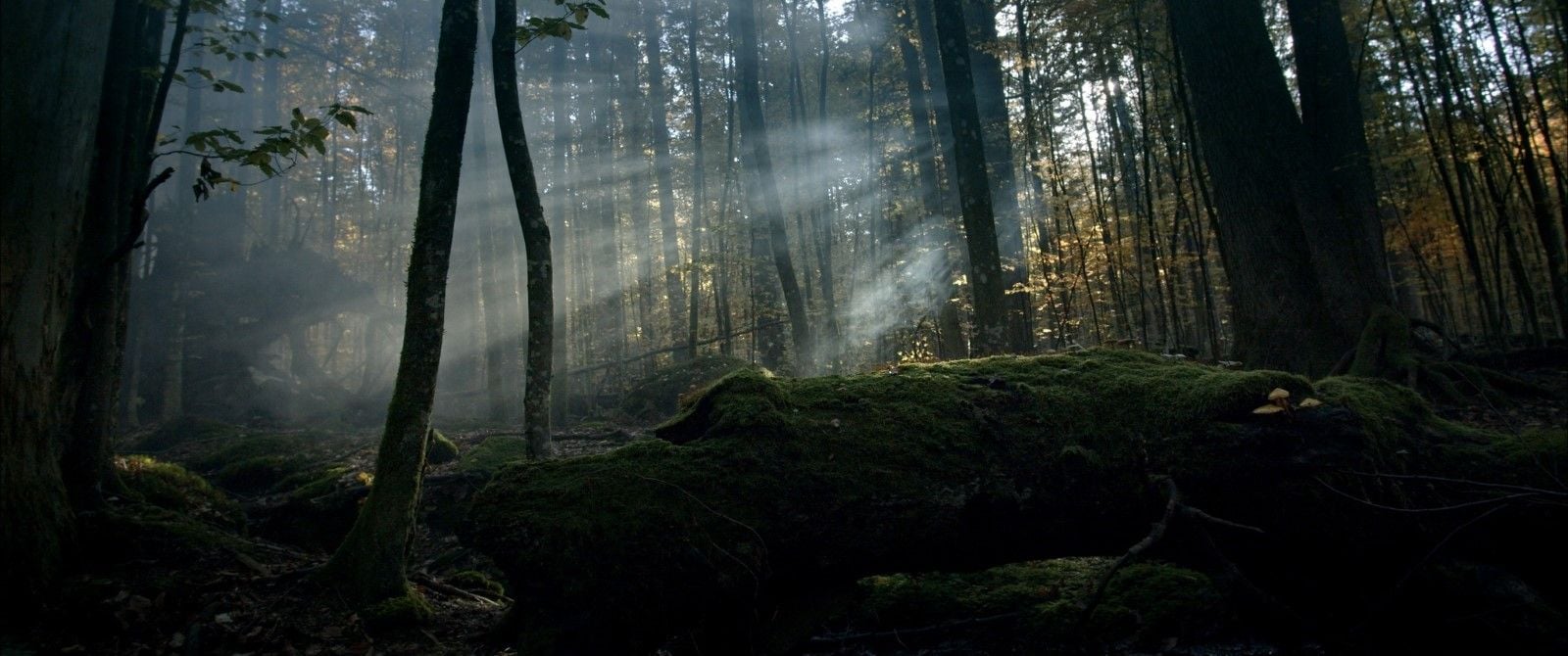 Foto zum Film Der wilde Wald - Natur Natur sein lassen - Bild 10 auf 21 ...
