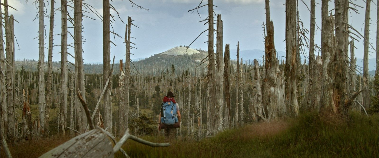 Foto zum Film Der wilde Wald - Natur Natur sein lassen - Bild 17 auf 21 ...