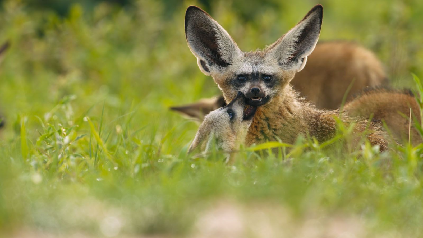 Das Tier: Das Tier : Bild - 5 von 10 - FILMSTARTS.de