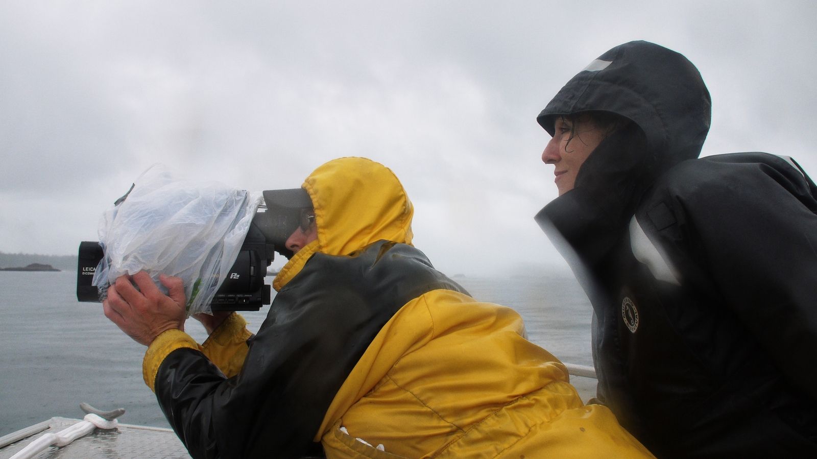 Foto zum Film Blackfish - Bild 6 auf 14 - FILMSTARTS.de