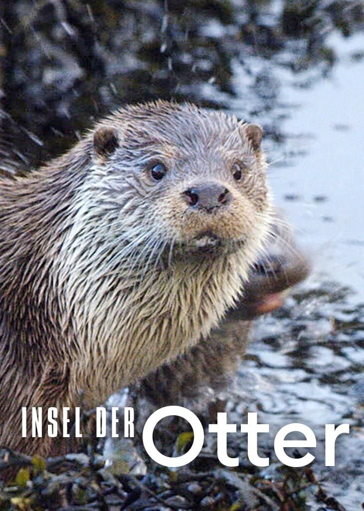 Insel der Otter - Dokumentarfilm 2019 - FILMSTARTS.de