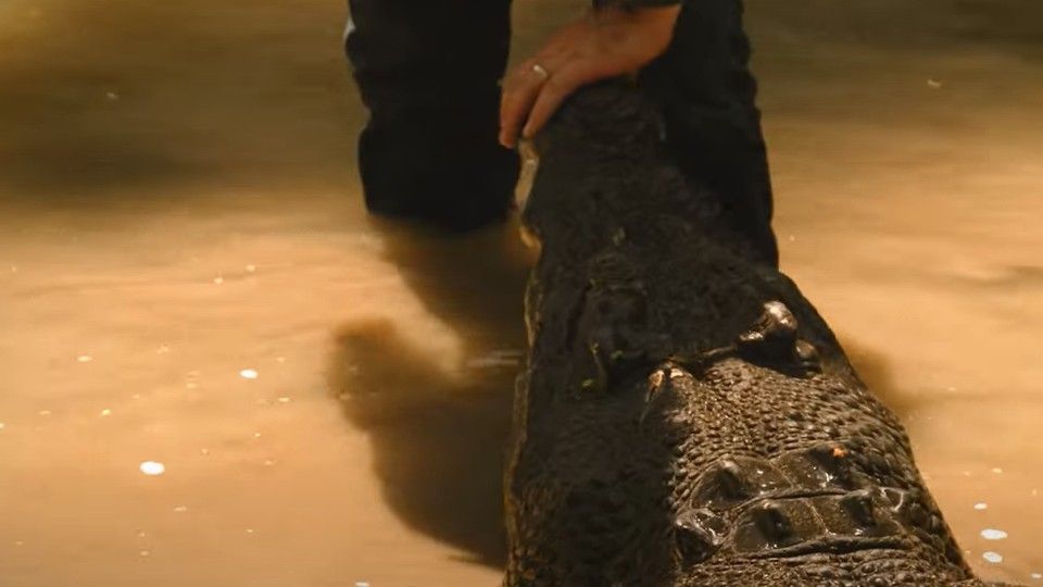 Wild Croc Territory: Wild Croc Territory : Bild - 9 von 10 - FILMSTARTS.de