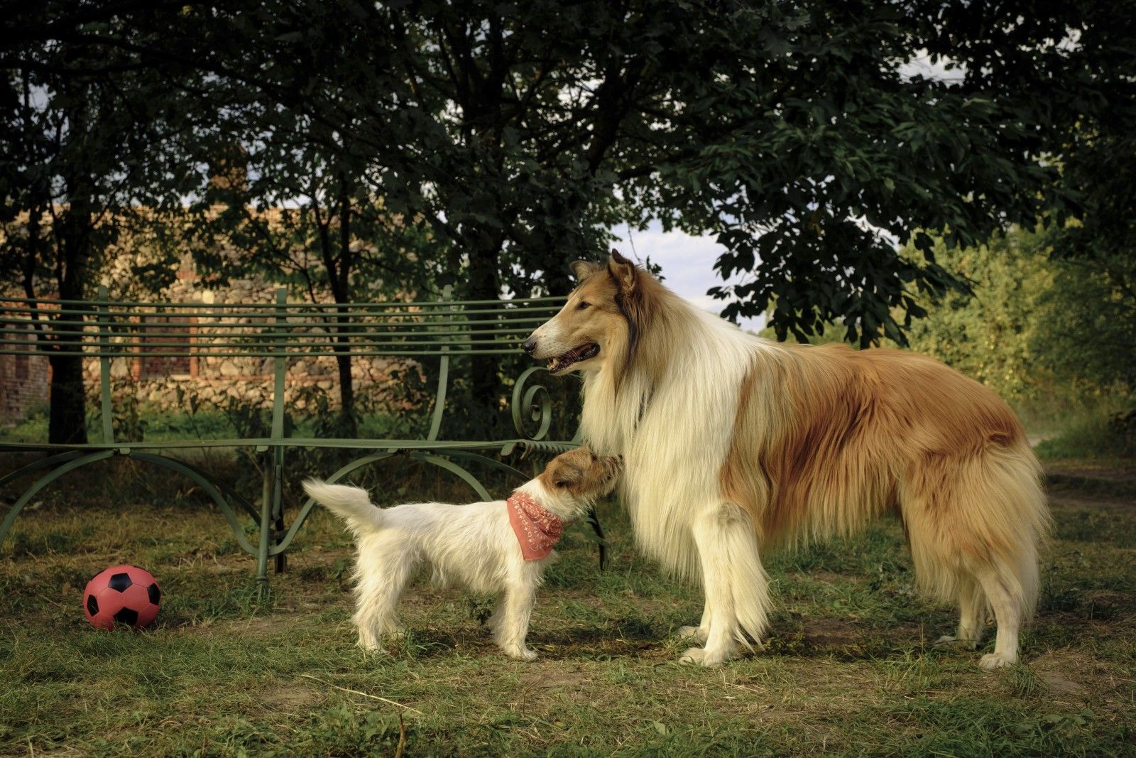 Foto zum Film Lassie - Ein neues Abenteuer - Bild 25 auf 49 - FILMSTARTS.de