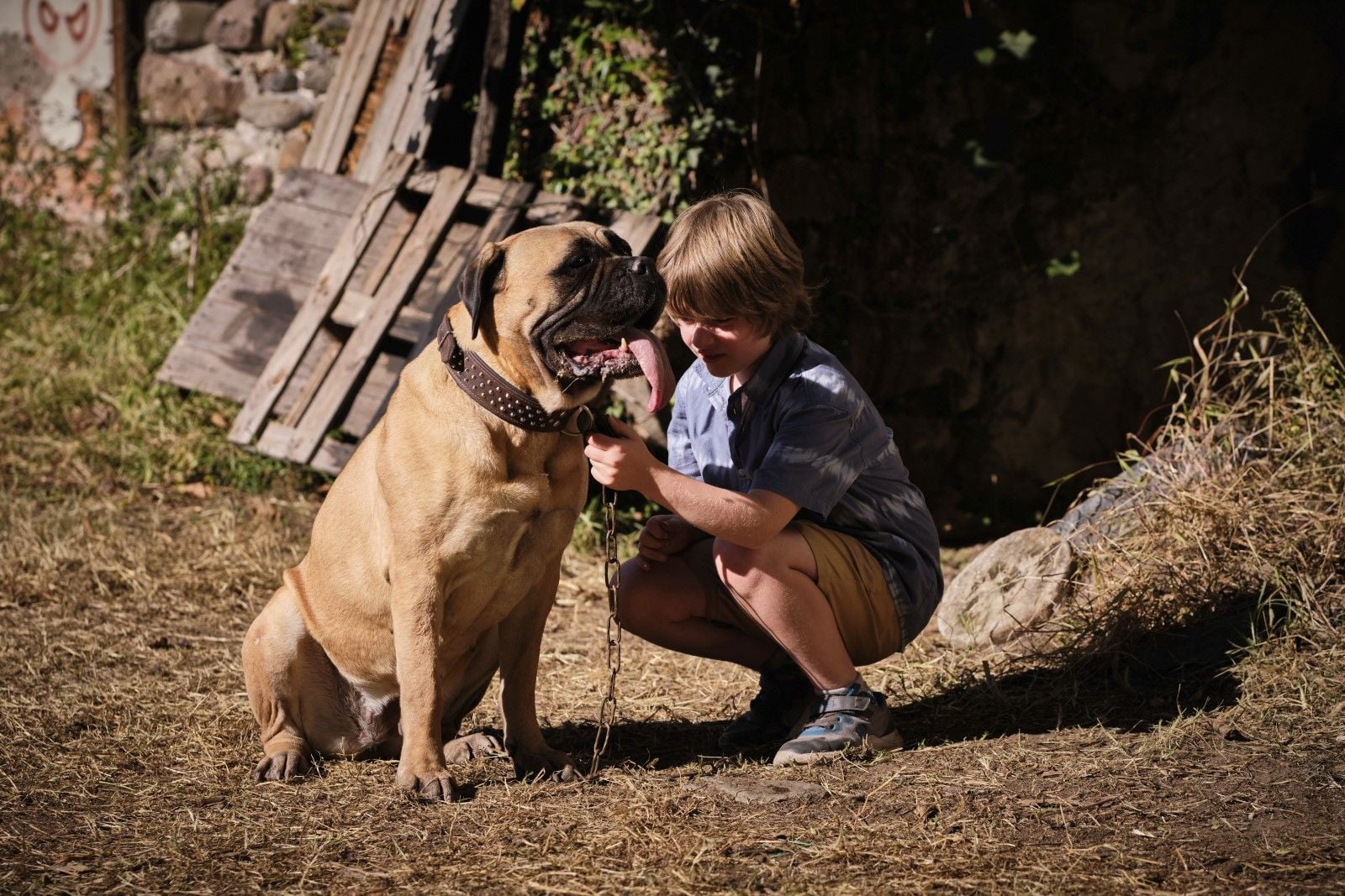 Bild zu Nico Marischka - Lassie - Ein neues Abenteuer : Bild Pelle ...