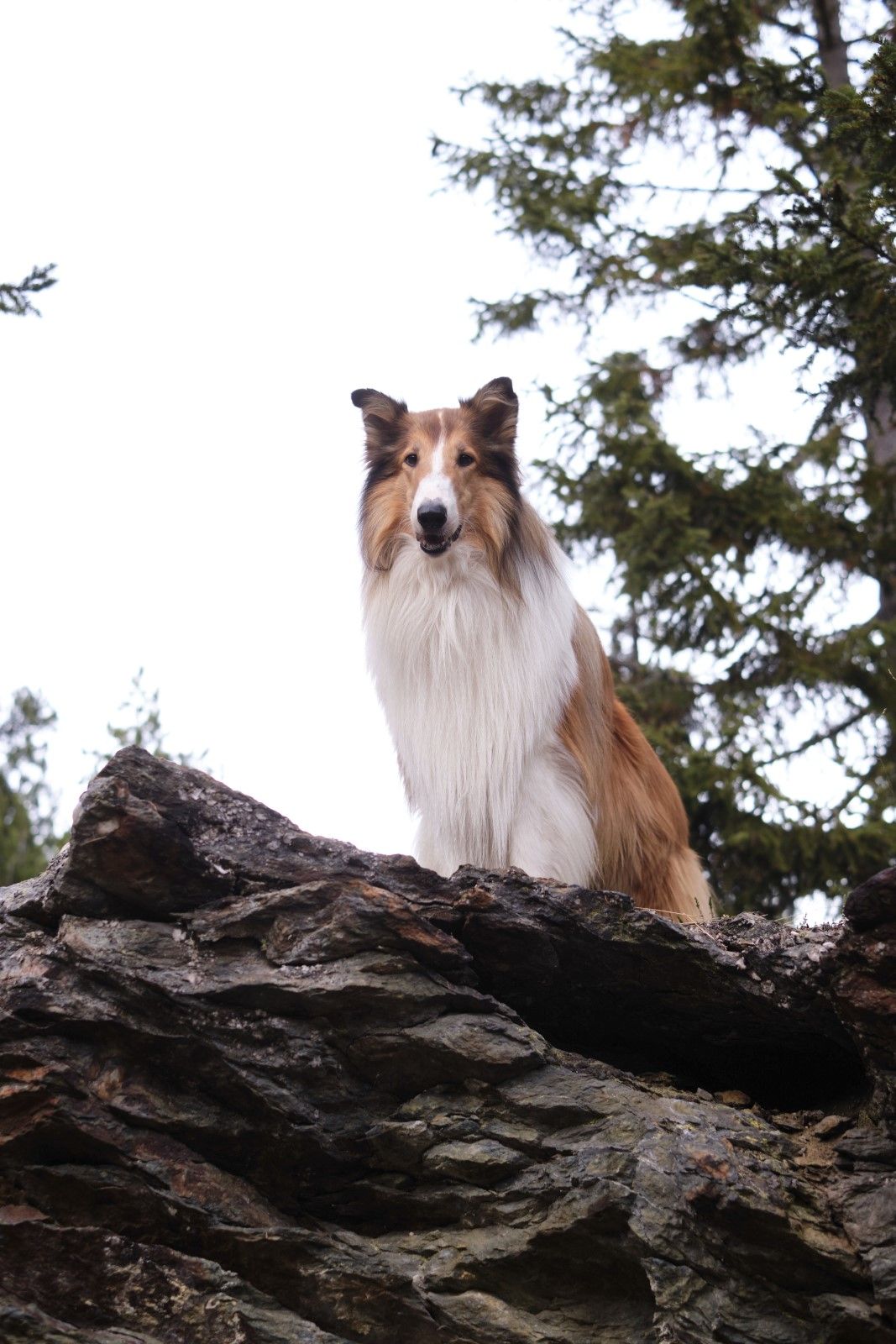 Foto zum Film Lassie - Ein neues Abenteuer - Bild 1 auf 49 - FILMSTARTS.de