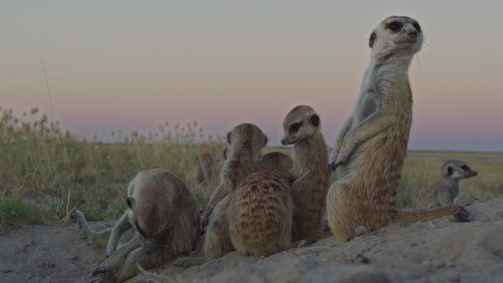 Foto zum Film Pambara - Brauchen wir einen Boss - Bild 4 auf 7 ...