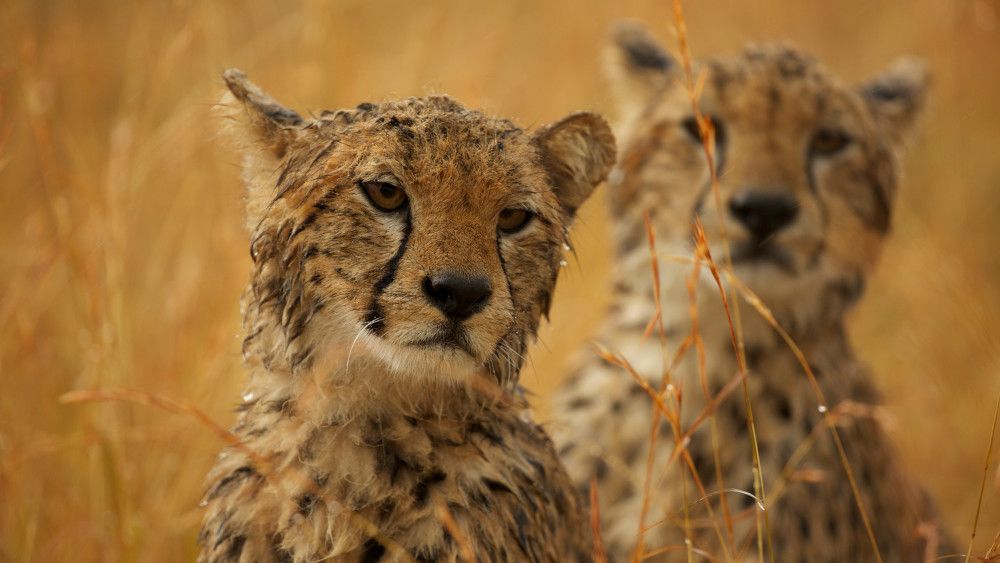 Foto zum Film Pambara - Brauchen wir einen Boss - Bild 2 auf 7 ...