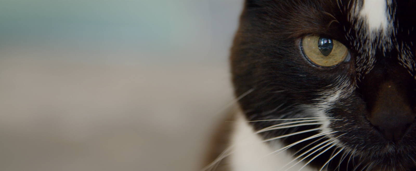 Foto zum Film Cat Daddies - Freunde für sieben Leben - Bild 3 auf 20 ...