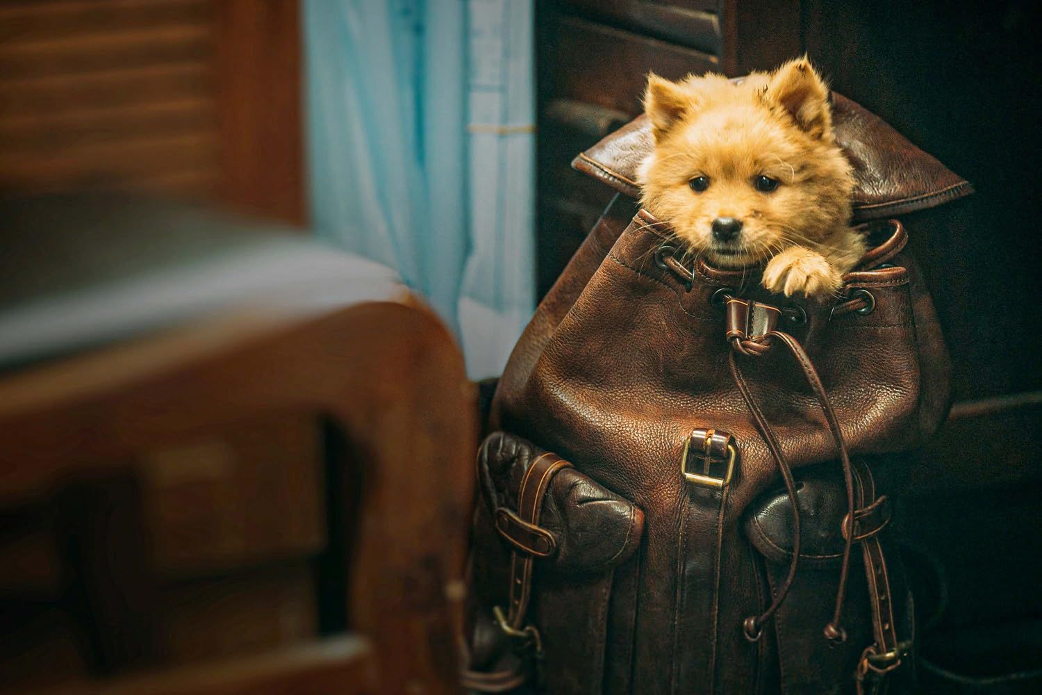 Foto zum Film Hachiko - Eine Freundschaft für die Ewigkeit - Bild 3 auf ...