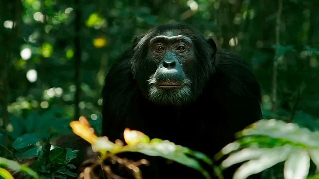 Chimp Empire - TV-serie 2023 - FILMSTARTS.de