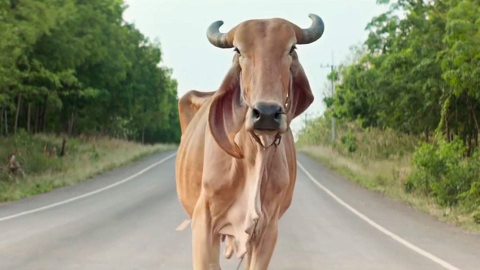 Pop Aye Trailer - Pop Aye Trailer OmeU - FILMSTARTS.de