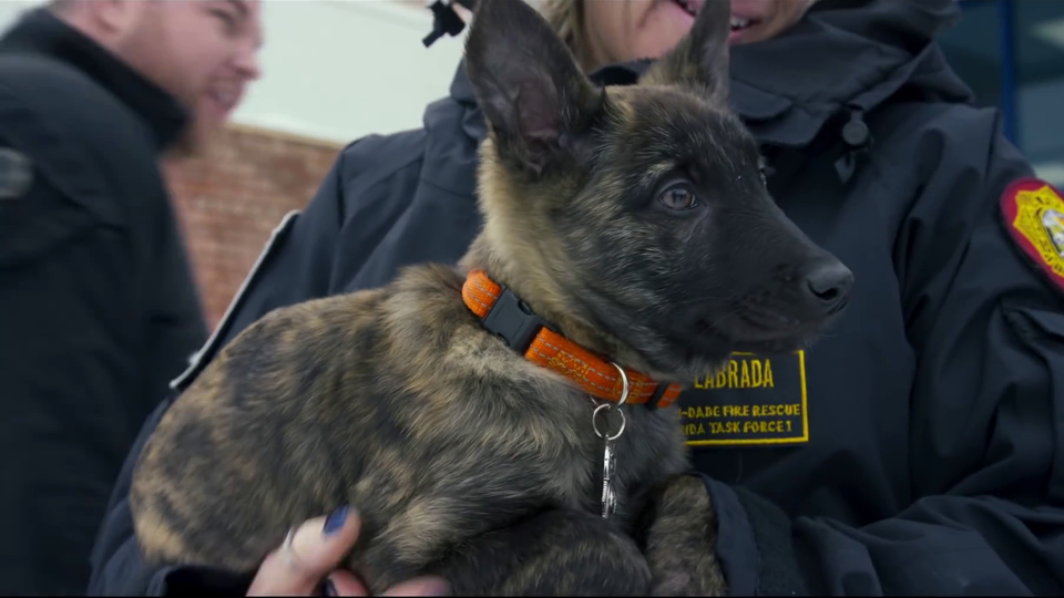 Superpower Dogs Trailer - Superpower Dogs Trailer OV - FILMSTARTS.de