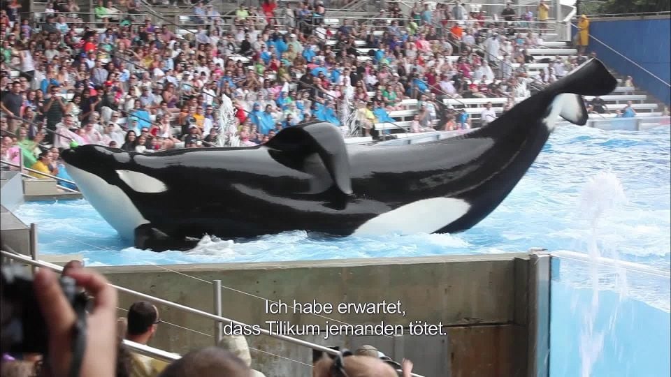 Blackfish Trailer - Blackfish Trailer (2) OV - FILMSTARTS.de