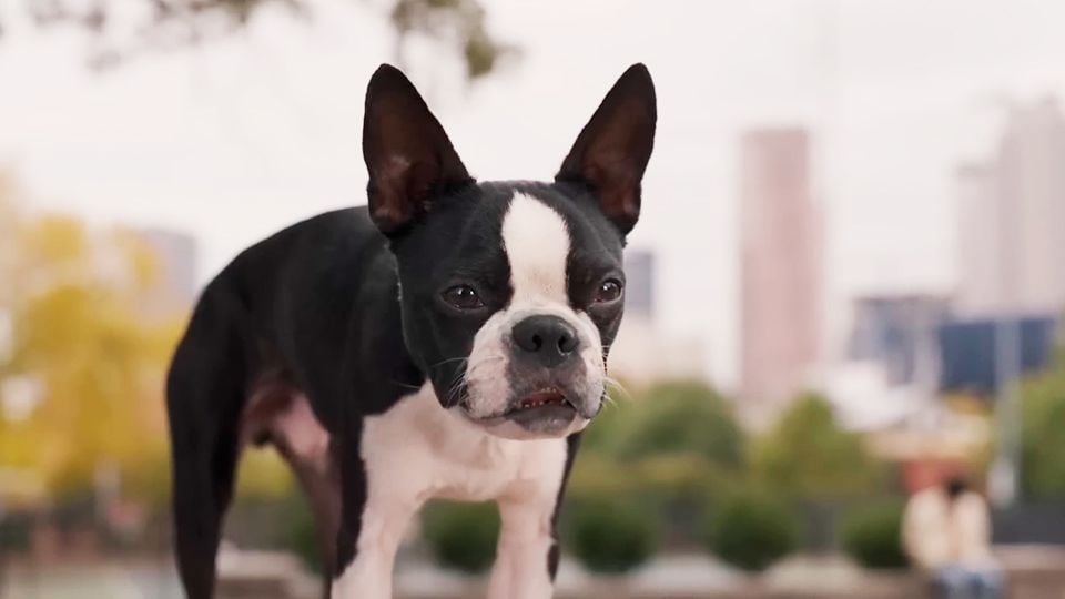 Doggy Style: Dieser Sommer kommt von hinten Trailer - Doggy Style ...