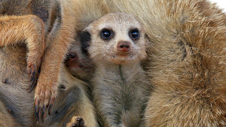 Pambara - Brauchen wir einen Boss Trailer - Pambara - Brauchen wir ...