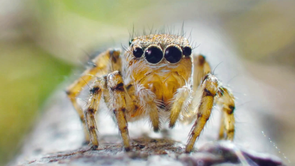 Das echte große Krabbeln Trailer OV - Trailer Das echte große Krabbeln ...